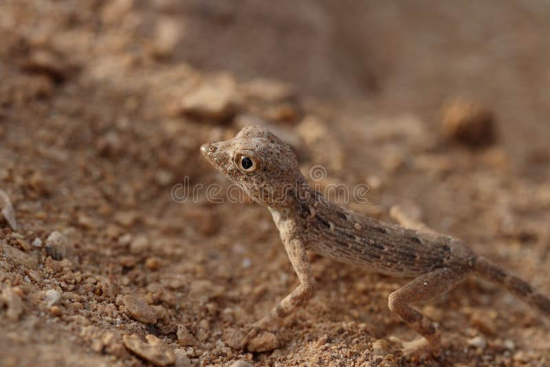 Small Brown Lizard stock image. Image of camouflage, stones - 20955441