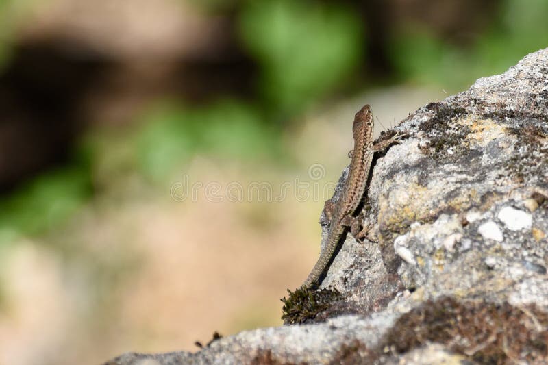 A Small Brown Lizard Basking on a Sunlit Rocky Surface, Stock Photo ...