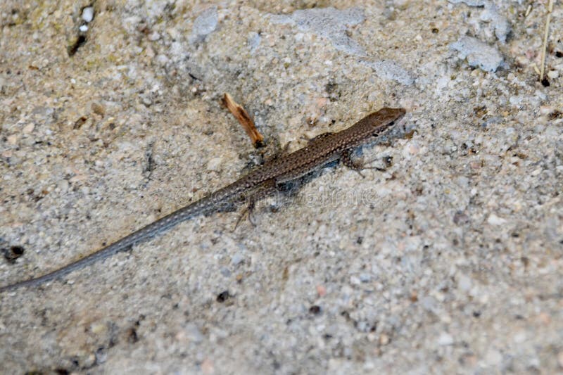 A Small Brown Lizard Basking on a Sunlit Rocky Surface, Stock Photo ...