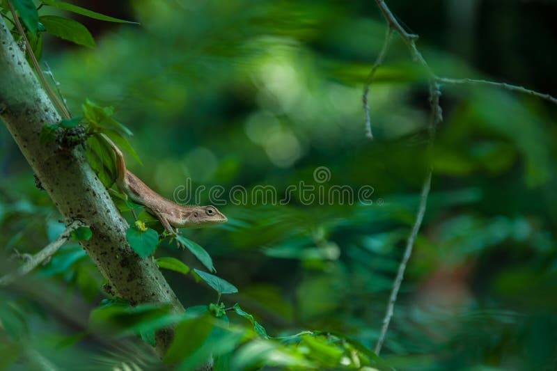 Small Lizard in Green Bushes Sukhothai Thailand Stock Photo - Image of ...