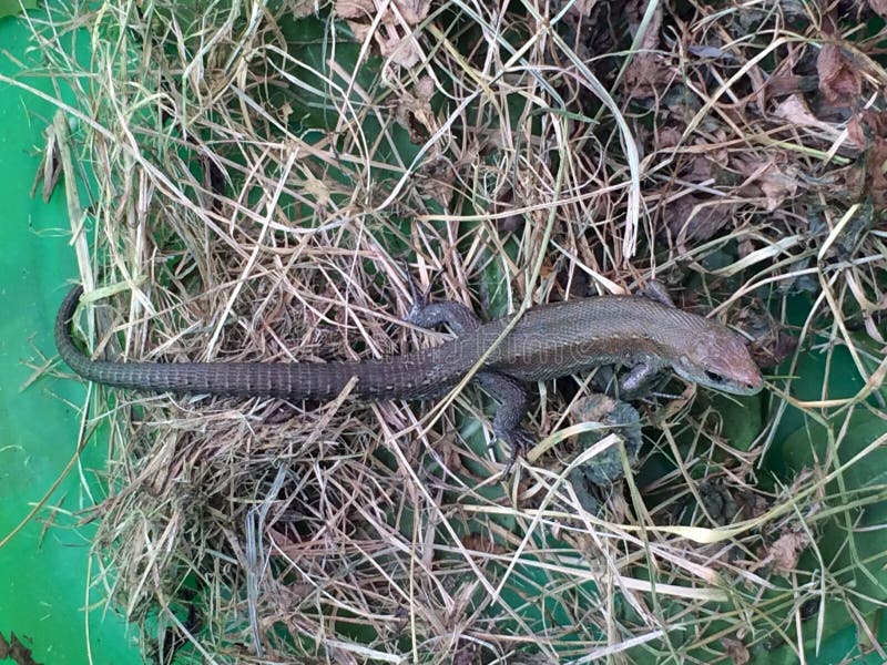 Small Brown Lizard on Dry Grass Top View Stock Photo - Image of dark ...