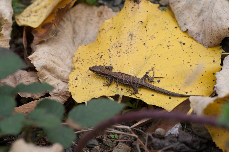 The Small Brown Lizard on the Dry Leaf on the Ground. Stock Photo ...