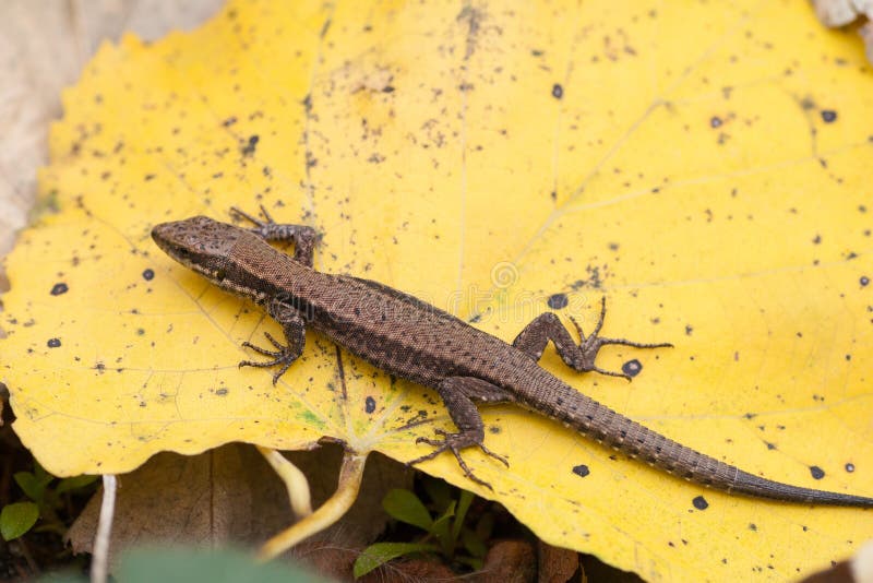 The Small Brown Lizard on the Dry Leaf on the Ground. Stock Photo ...