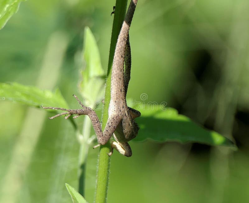 Brown Lizard on a Plant Stem Stock Photo - Image of wild, biology ...