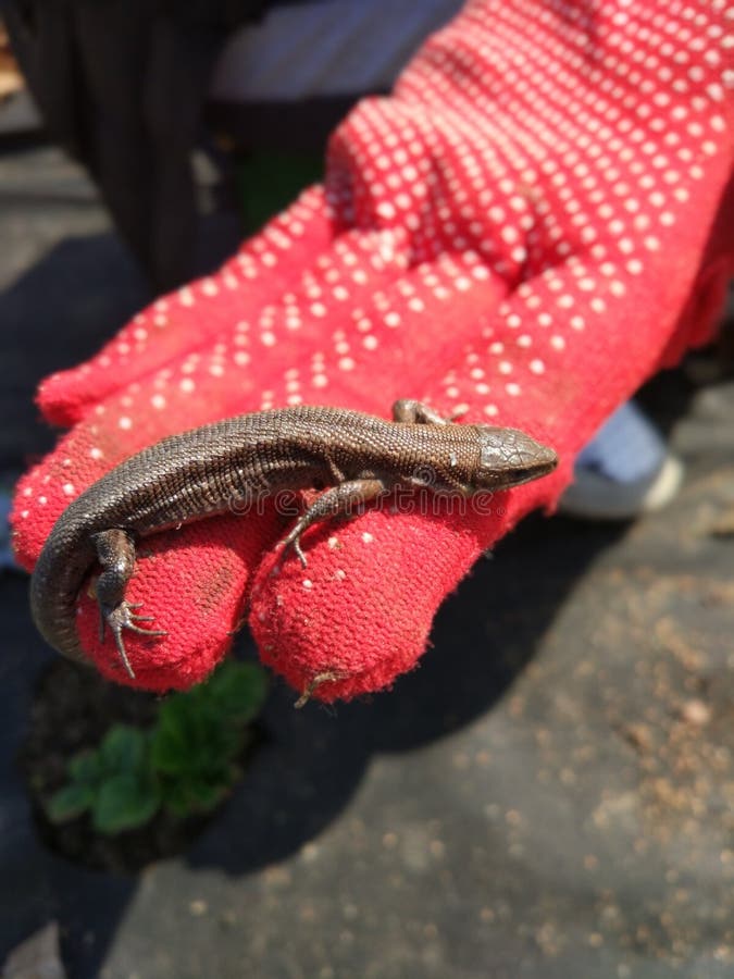 Small Brown Lizard Reptile Sitting on Hand Stock Photo - Image of ...