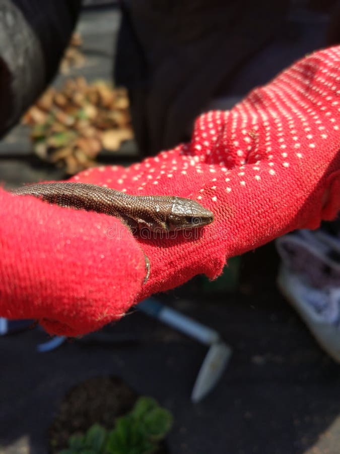 Small Brown Lizard Reptile Sitting on Hand Stock Photo - Image of ...