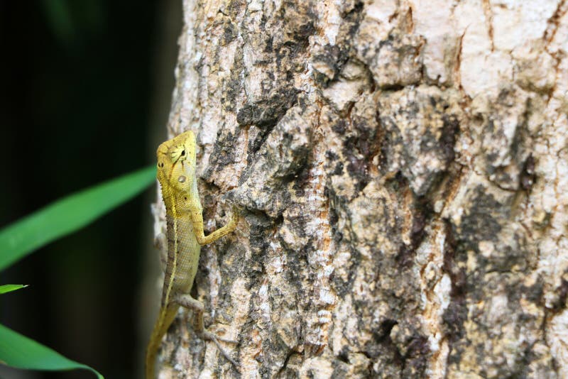 Small Brown Lizards Perched on Trees Stock Photo - Image of trunk ...