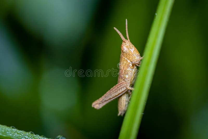 A small brown locust stock photo. Image of animal, garden - 198843732