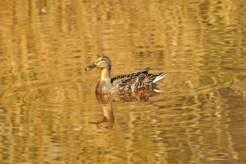 Small Brown Mallard Duck Swimming on a Yellow Pond Surface Stock Image ...