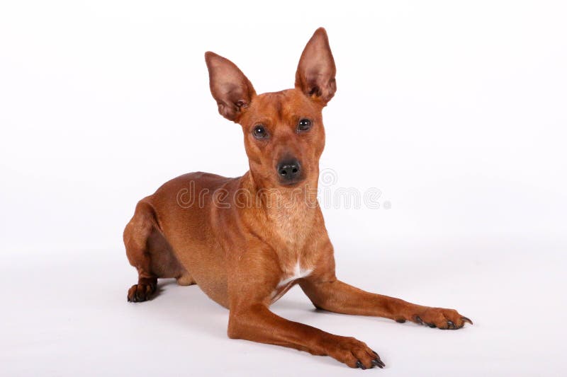 A Small Brown Miniature Pinscher Lying on a White Background in the ...