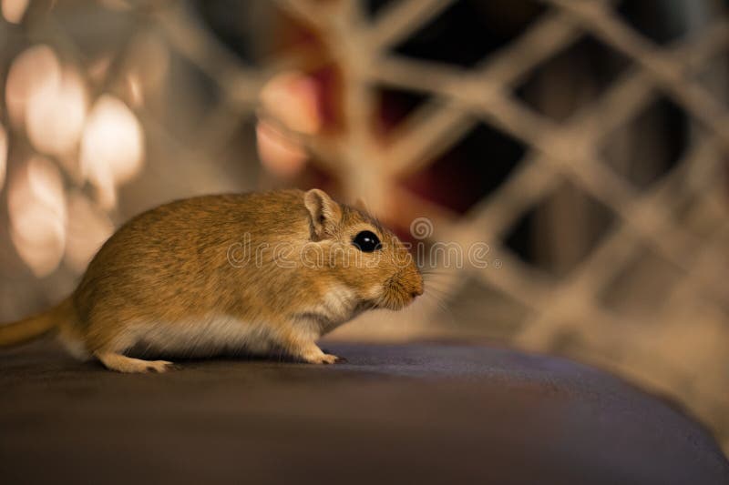 A Small Brown Mongolian Desert Racing Mouse. Stock Photo - Image of ...
