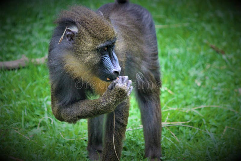 Small Brown Monkey stock image. Image of american, face - 115978873