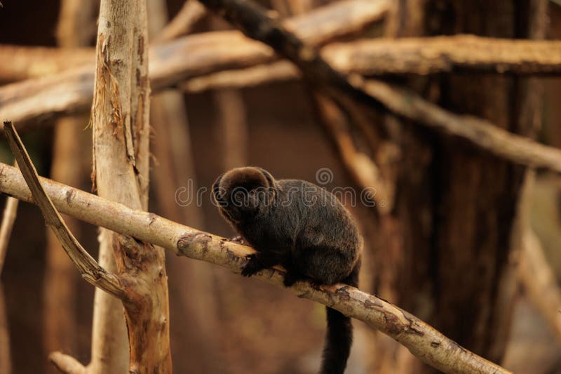 Small Brown Monkey Perched on a Thin Tree Branch Stock Image - Image of ...