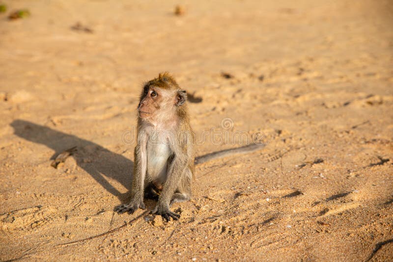 Small Brown Monkey on Sandy Beach Stock Photo - Image of beautiful ...