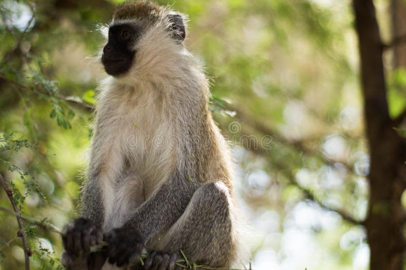 Small Brown Monkey Sits on a Lush Tree in a Sun-drenched Park Stock ...