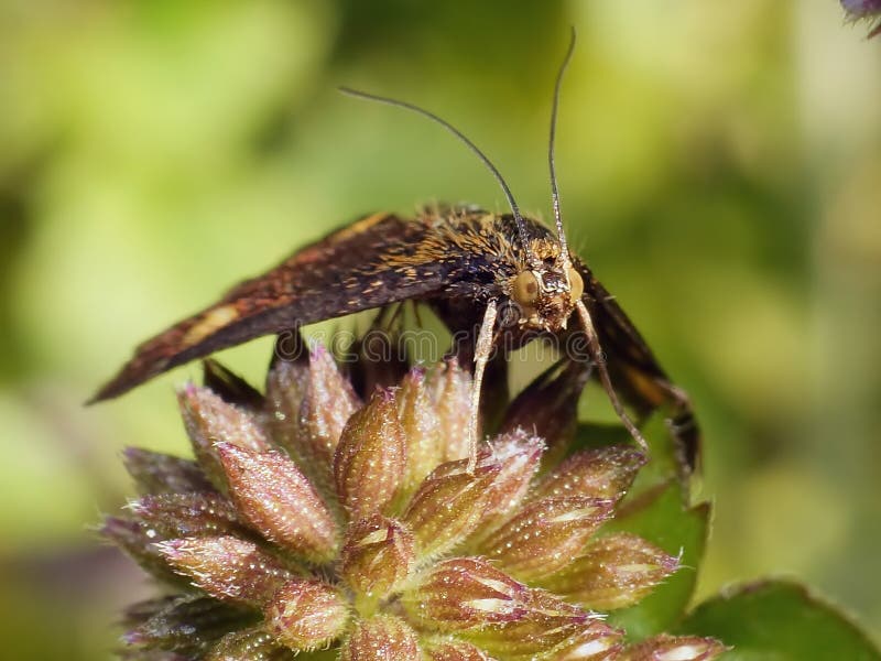 Small brown moth stock photo. Image of small, eyes, antennae - 168998516