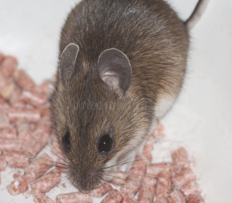 Small brown mouse stock image. Image of furry, pest, eyes - 83772577