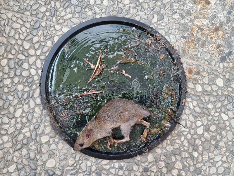 Mouse Trapped on Glue Board on Concrete Stock Image - Image of domestic ...