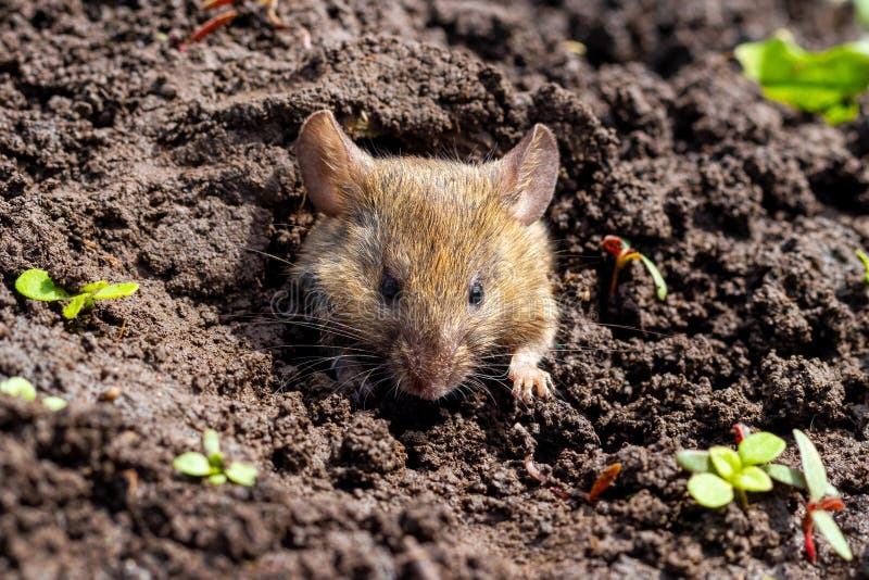A Small Brown Mouse Climbs Out of a Burrow Stock Image - Image of ...