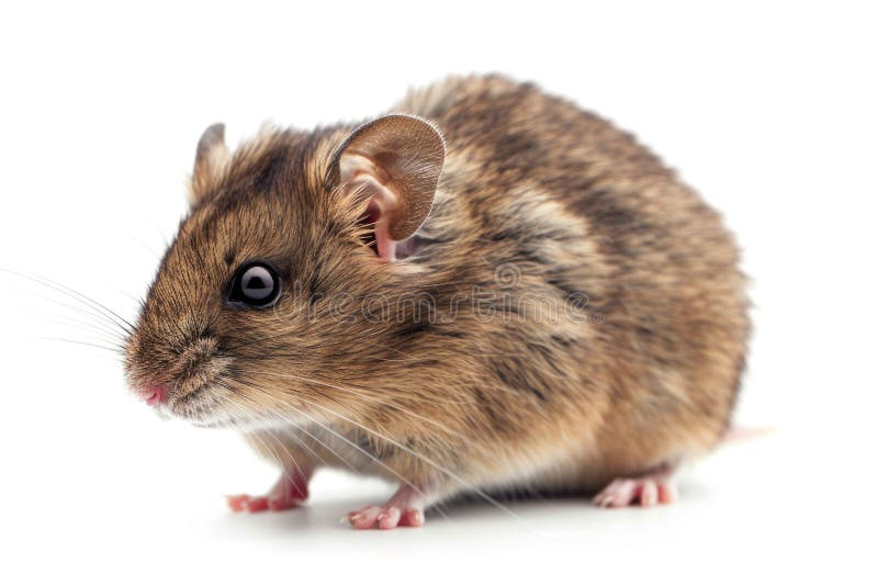 A Small Brown Mouse Sits on a White Surface, Looking Around Stock Photo ...