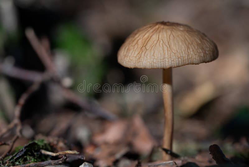 A Small Brown Mushroom, with a Slender Stalk and a Large Cap, Grows on ...