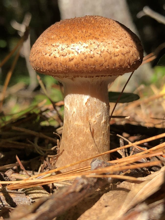 Small brown mushroom stock photo. Image of growing, brown - 161903500
