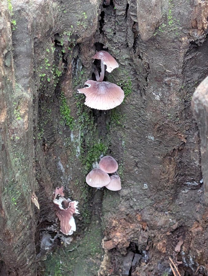 Small Brown Mushrooms Inside Tree Trunk Stock Photos - Free & Royalty ...