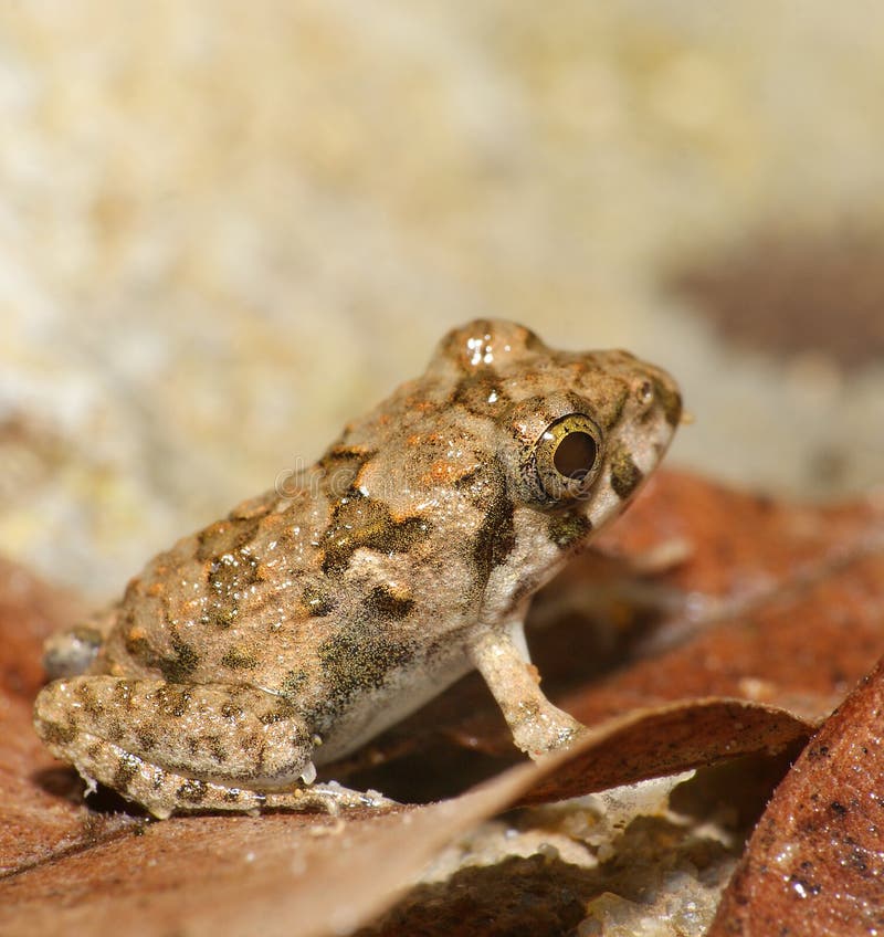 Small brown orange frog stock photo. Image of animal - 15992438