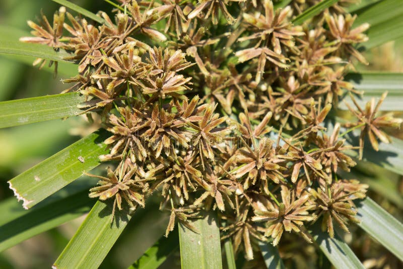 Papyrus Flower . stock image. Image of background, reed - 67782049