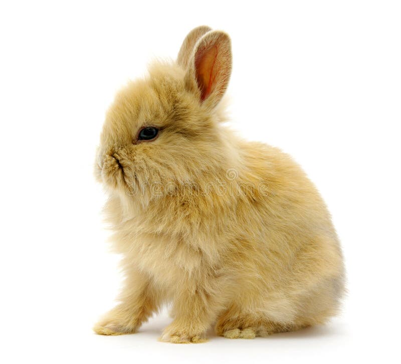 Small brown rabbit stock image. Image of cute, mammal - 12771361