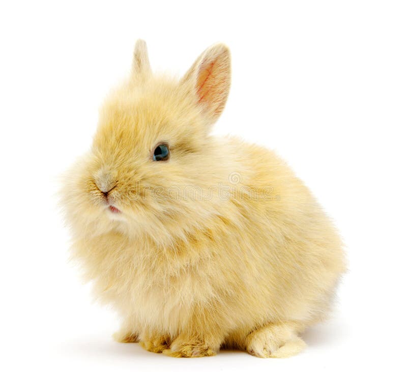 Brown rabbit on white. stock image. Image of pets, sitting - 108602515