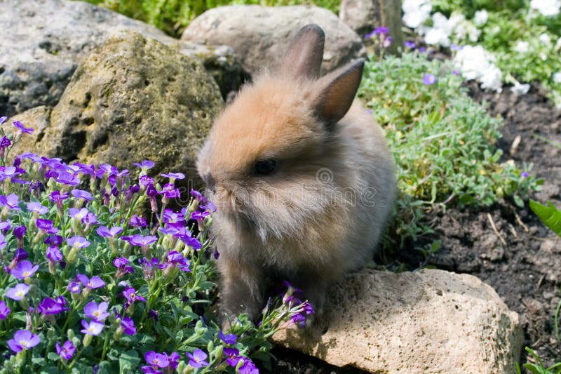 Small brown rabbit stock photo. Image of plant, mammal - 5331344