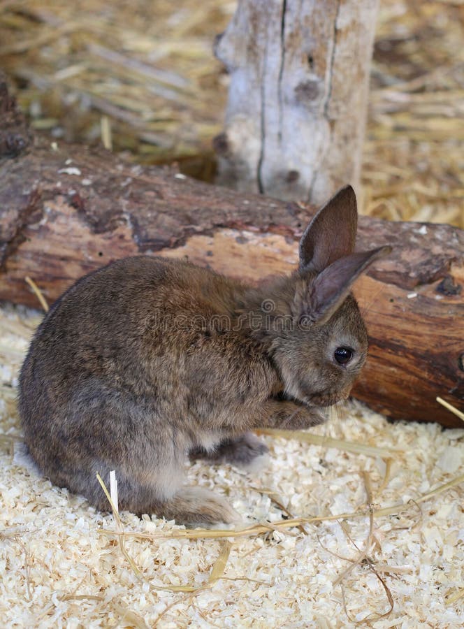 The Small Brown Rabbit Clean His Fur Stock Image - Image of clean ...