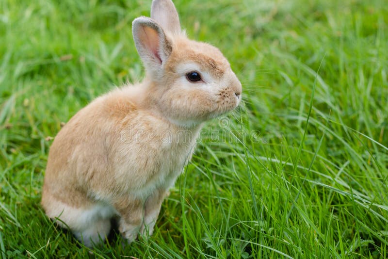 Small Brown Rabbit on Green Grass Stock Image - Image of fauna, ears ...