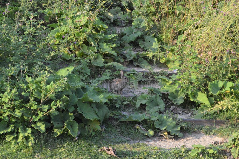 Rabbit on the stairs stock photo. Image of animals, rabbit - 104157074