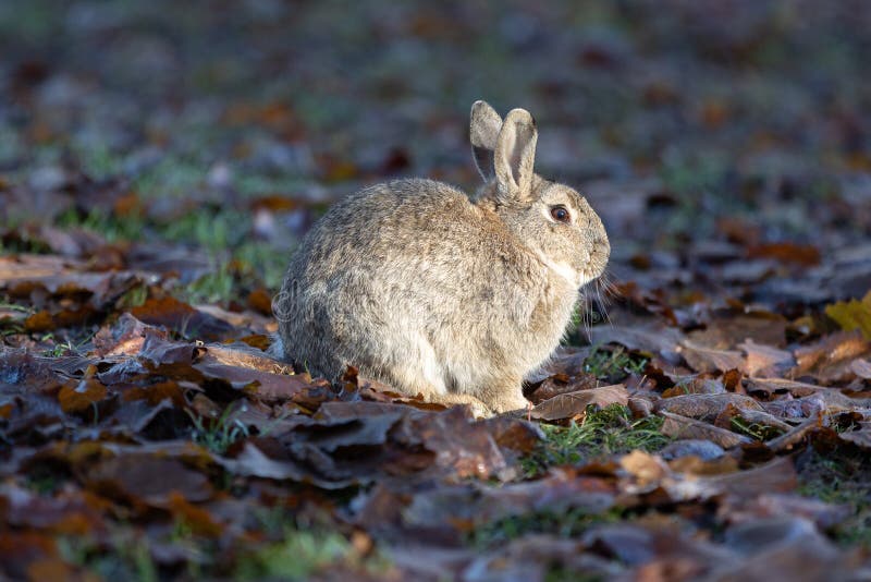 Small Brown Rabbit Standing Outside Stock Image - Image of leaf, green ...
