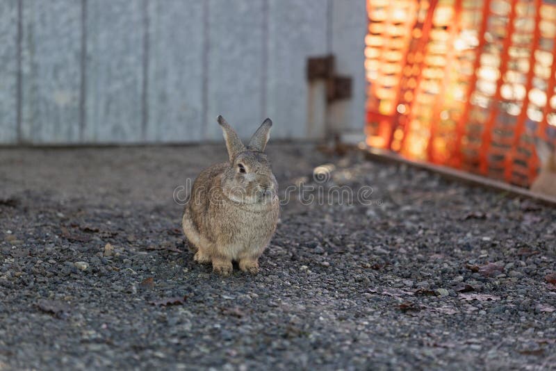 Small Brown Rabbit Standing Outside Stock Photo - Image of fauna, hare ...