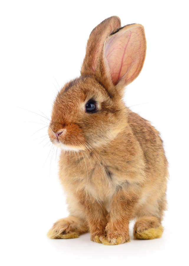 Brown rabbit on white. stock image. Image of pets, sitting - 108602515
