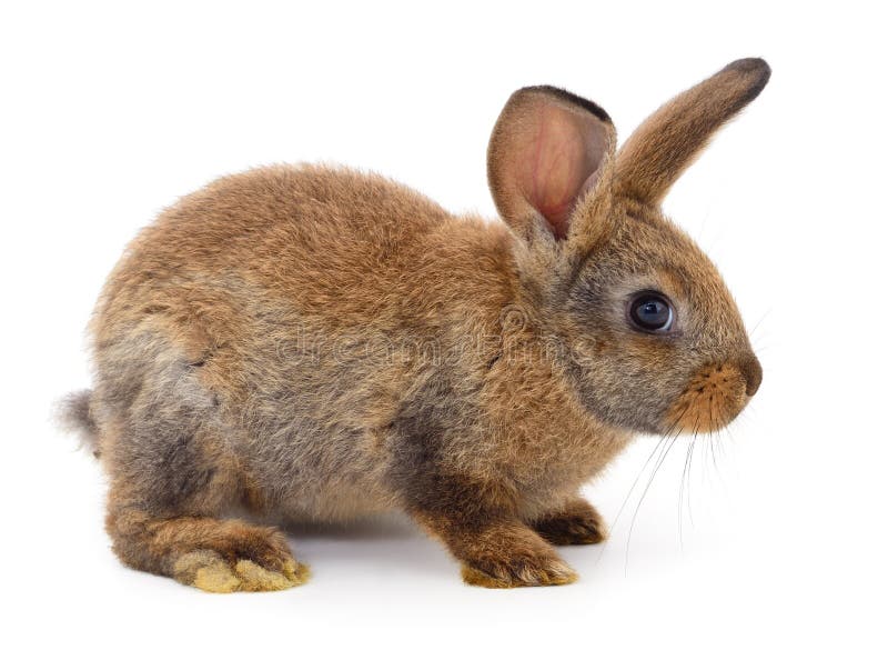 Brown rabbit on white. stock image. Image of rabbit - 101826857