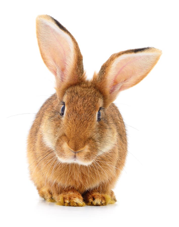 Brown rabbit on white. stock image. Image of pets, sitting - 108602515