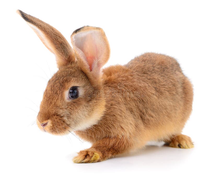 Brown rabbit on white. stock photo. Image of sitting - 107395294