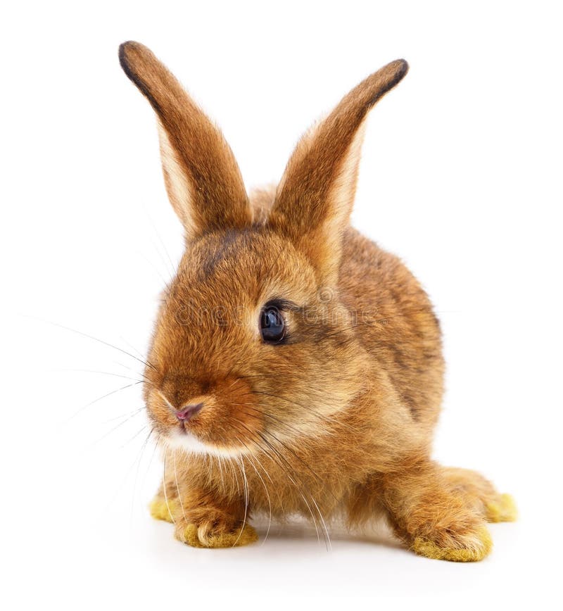Brown rabbit on white. stock image. Image of pets, mammals - 107631283