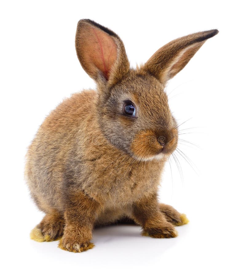 Brown rabbit on white. stock image. Image of mammals - 109573851