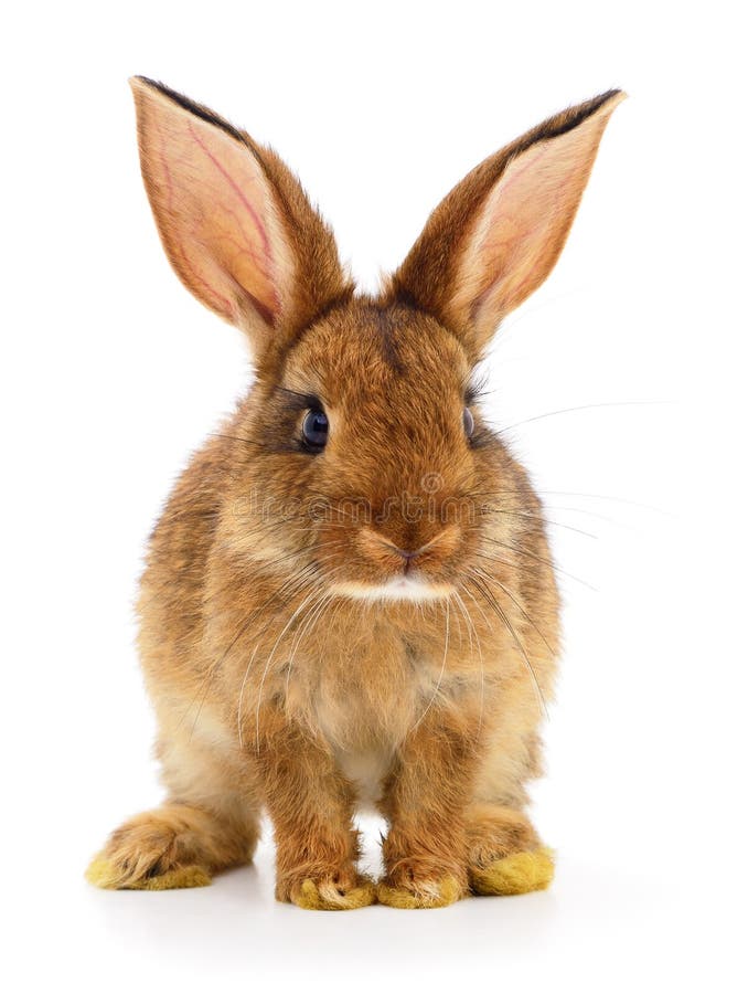 Brown rabbit on white. stock image. Image of pets, sitting - 108602515