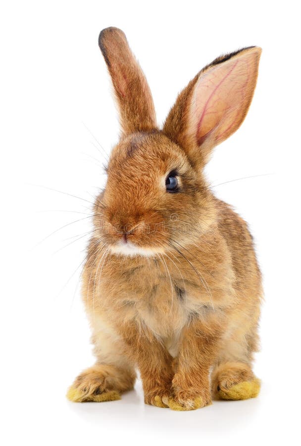 Brown rabbit on white. stock photo. Image of baby, brown - 119045330