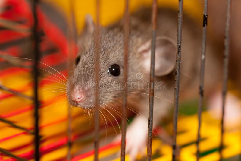 Two small domestic rats stock image. Image of studio - 12498957