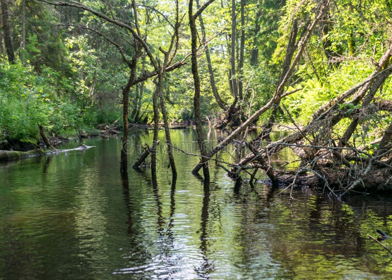 A Small Brown River, Trees Fall into the Water, Low River Calm,.summer ...