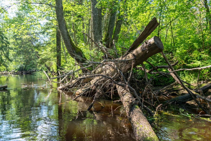 A Small Brown River, Trees Fall into the Water, Low River Calm,.summer ...