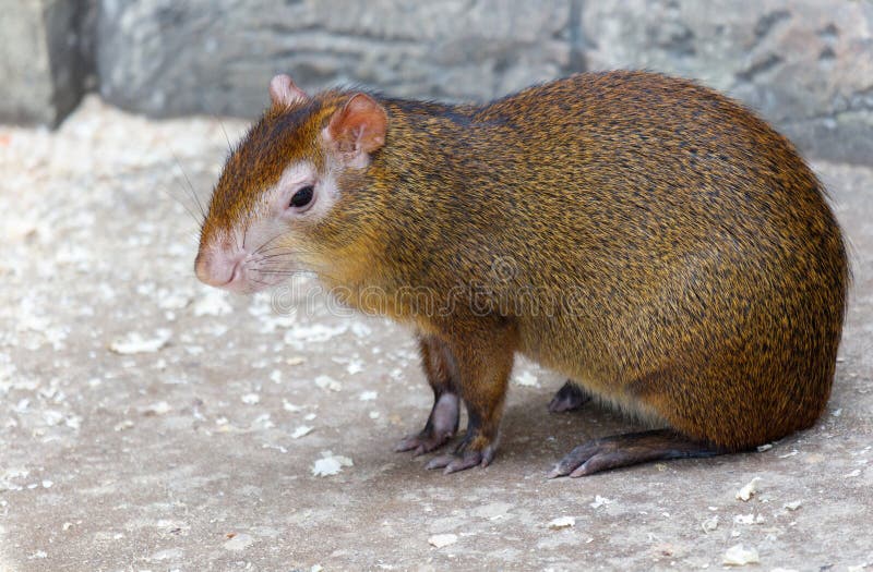A Small Brown Rodent is Sitting on the Ground Stock Image - Image of ...