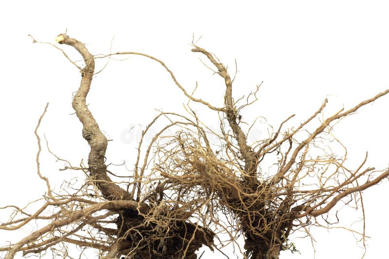 Dry root of the plant stock image. Image of hard, shrub - 45171187